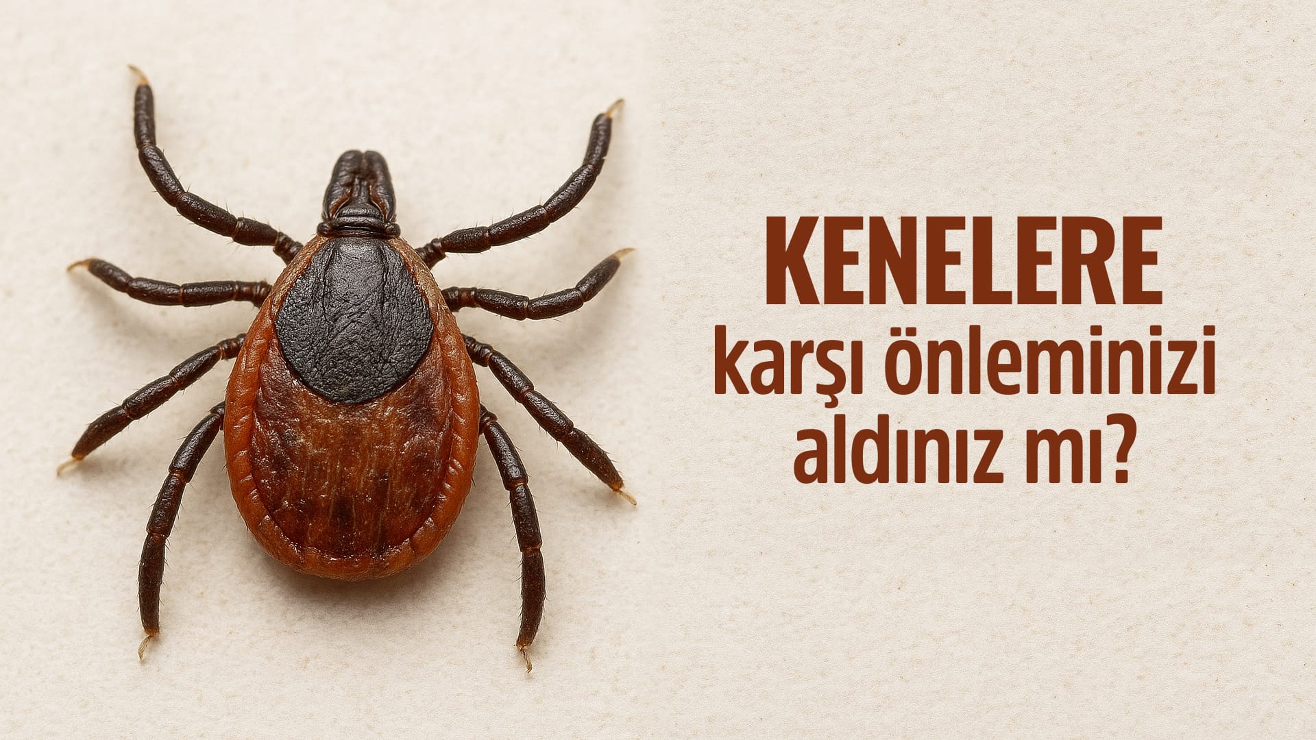 KENE HAKKINDA BİLMENİZ GEREKENLER: ISIRIK BELİRTİLERİ, RİSKLER, KORUNMA ...